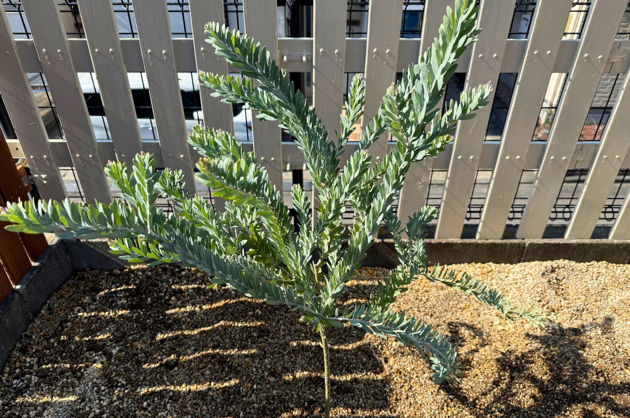 アカシア ブルーブッシュは地植えできる？風対策と水はけを意識した植え付け記録 | Garden Labo
